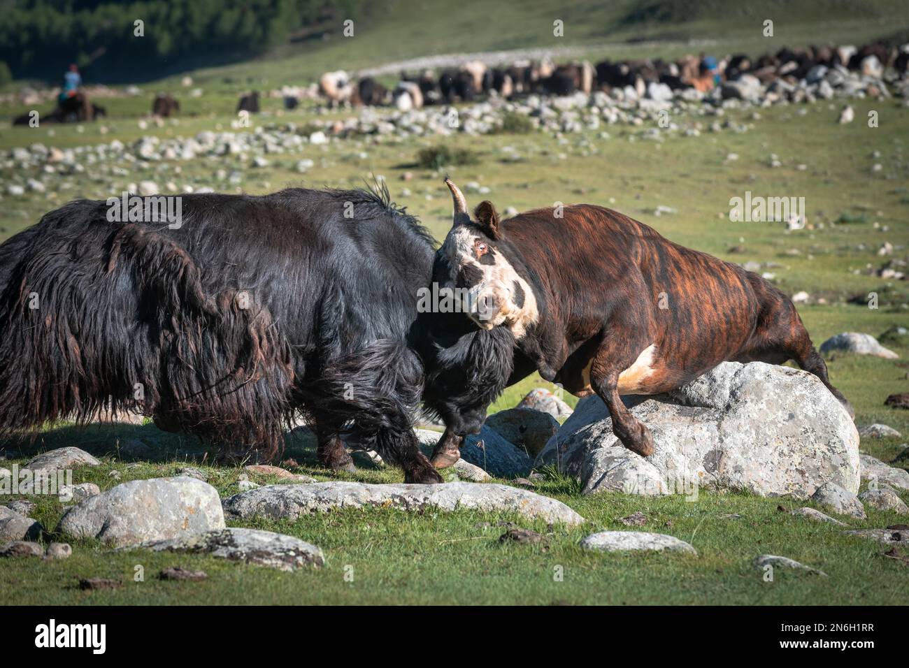 Fight against yak (Bos Grunniens) and domestic cattle (Bos Taurus ...