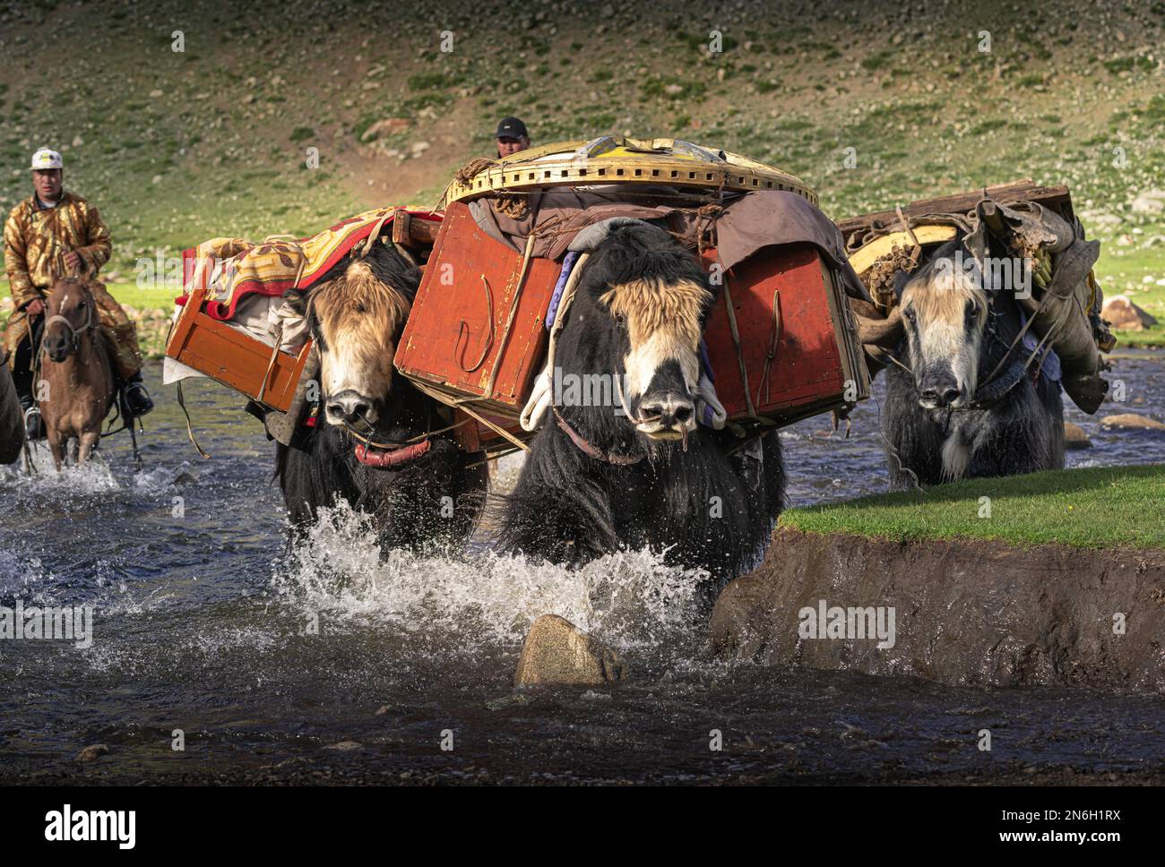 The nomadic family moves with yaks in the summer. Bayanhongor Province ...