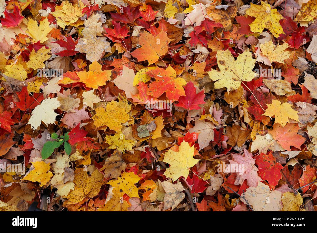 Autumn, maple leafs in Indian Summer, Provinz of Quebec, Canada Stock ...