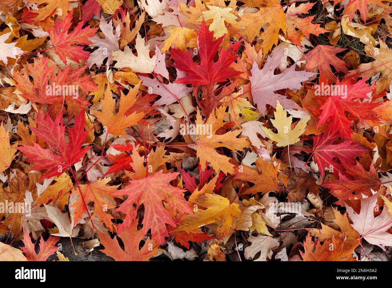 Autumn, maple leafs in Indian Summer, Provinz of Quebec, Canada Stock ...