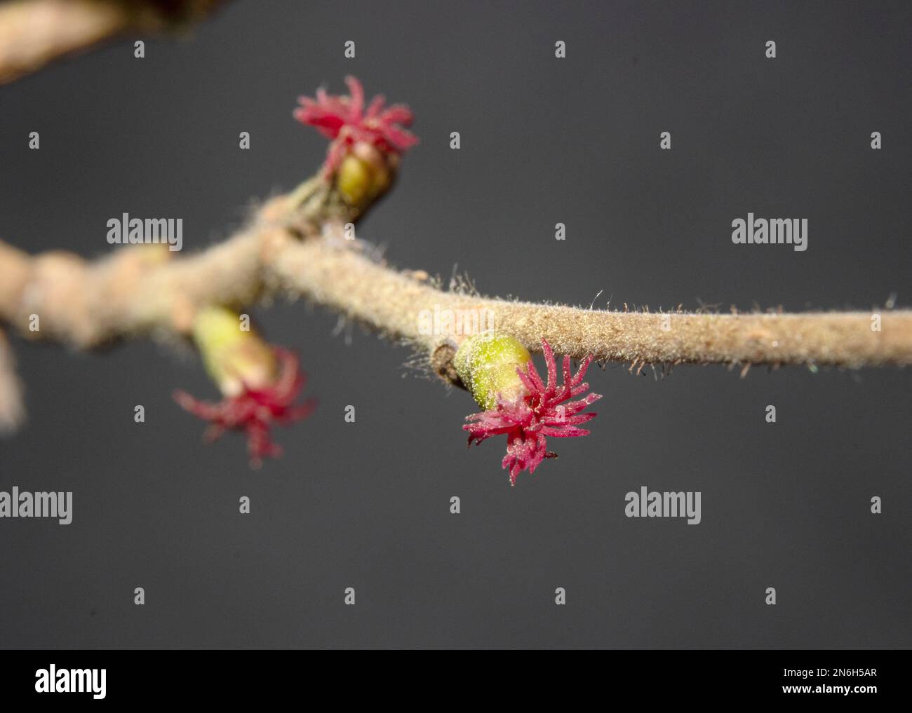 Corylus avellans hi-res stock photography and images - Alamy