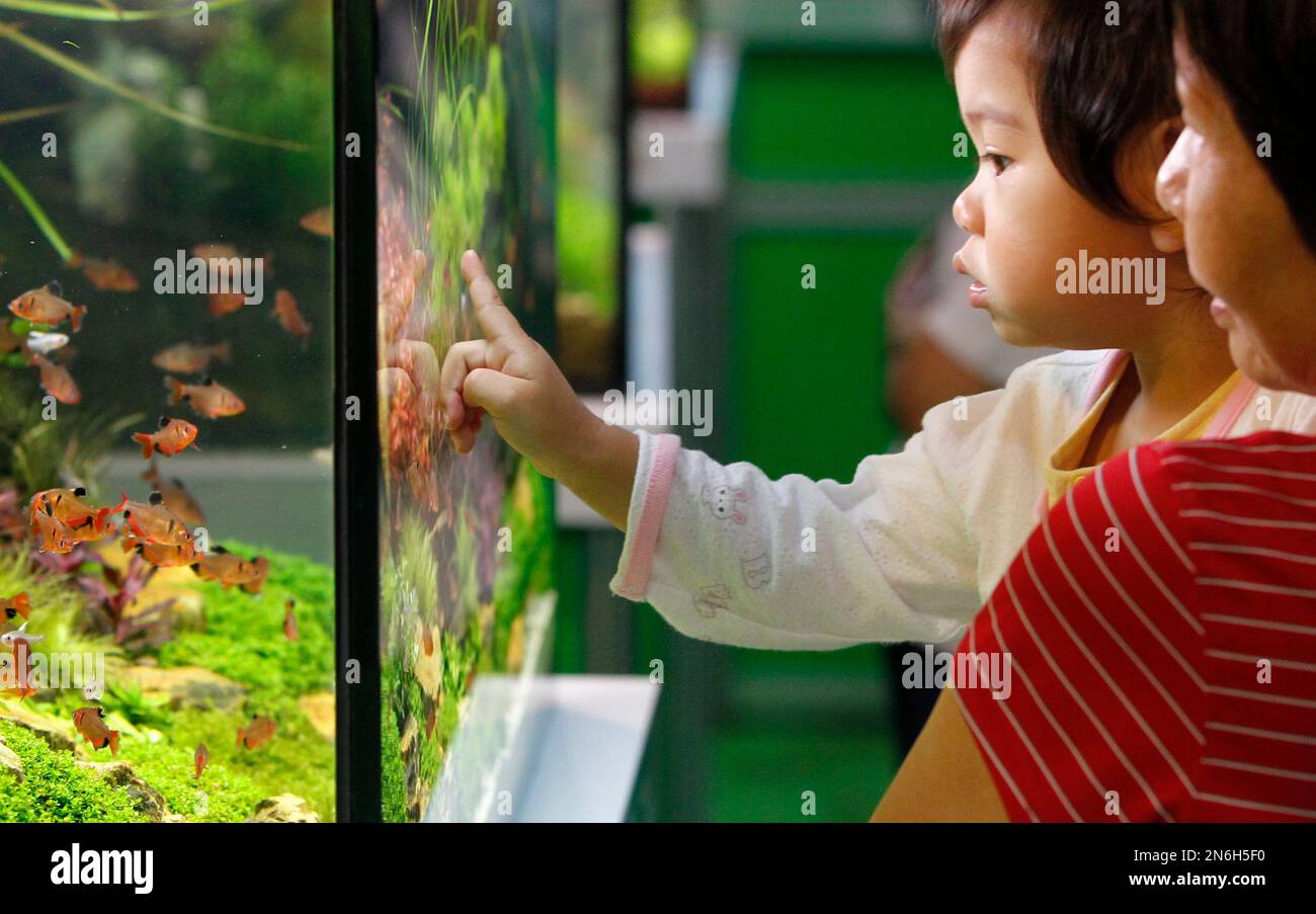 A woman and her granddaughter view tropical fish swim in a tank of ...
