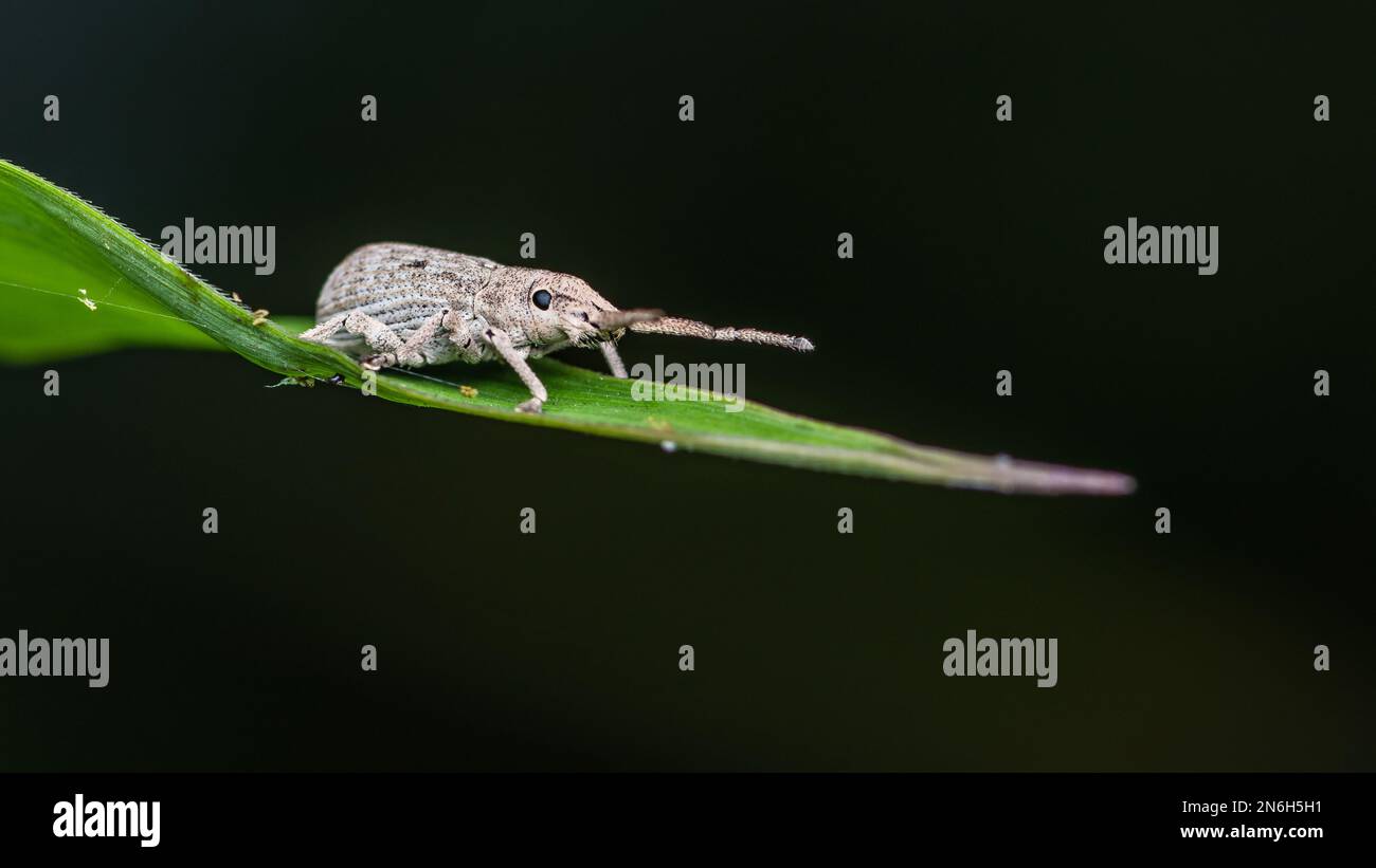 White beetle weevil resting on a green leaf and in morning and dark ...