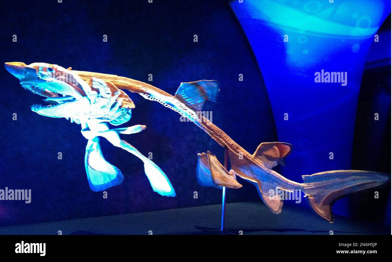 In this Thursday, Sept. 26, 2013 photo, the cartelginous skeleton of a ...