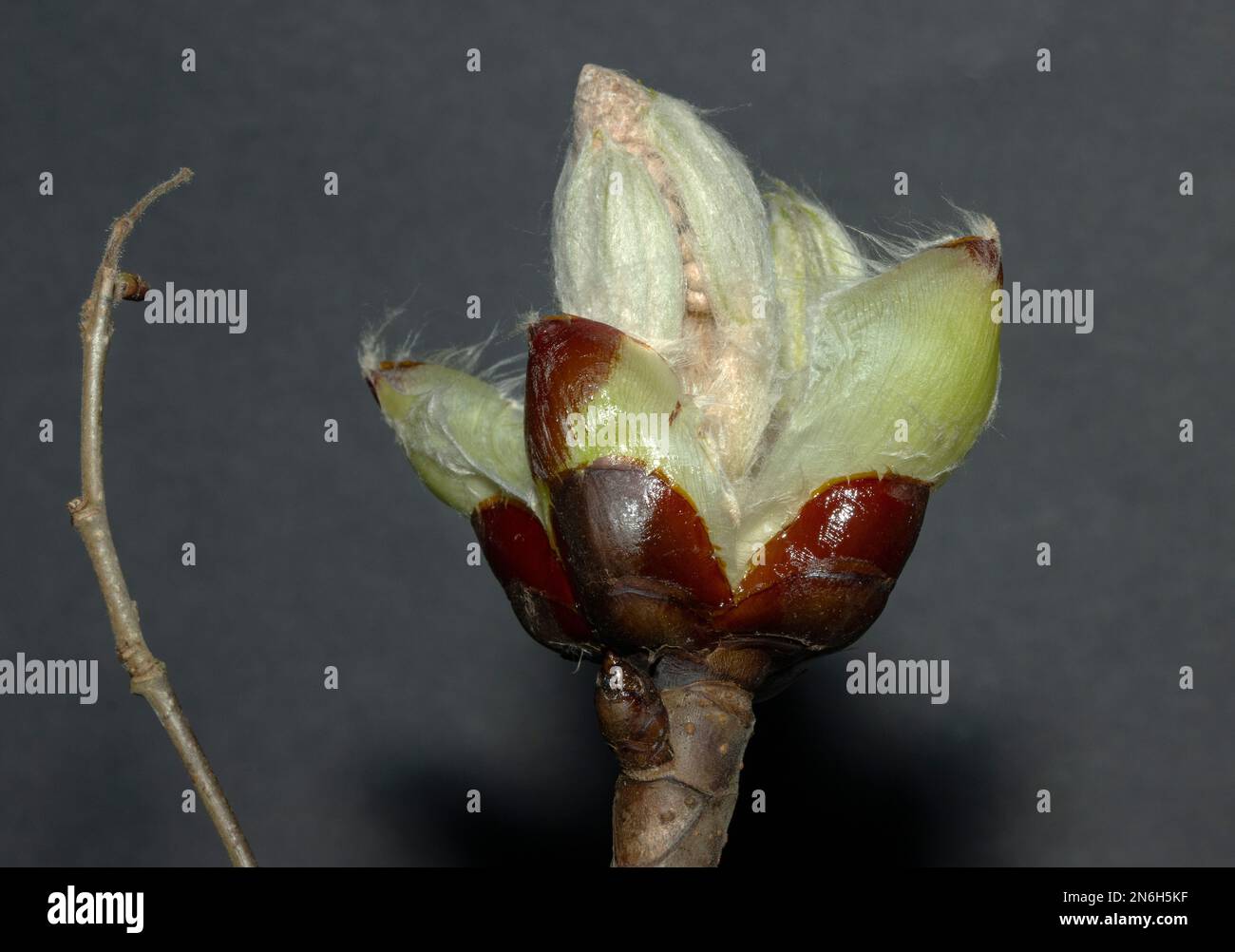 The distinctive sticky bud of the Horse-chestnut starts to open in ...