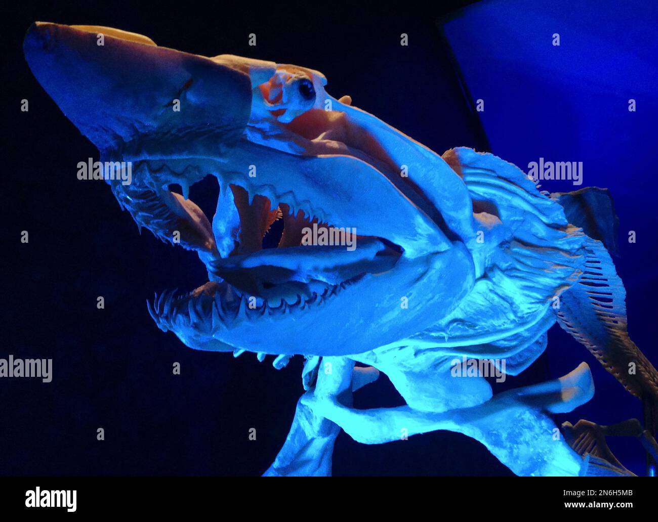 In this Thursday, Sept. 26, 2013 photo, the cartelginous skeleton of a ...