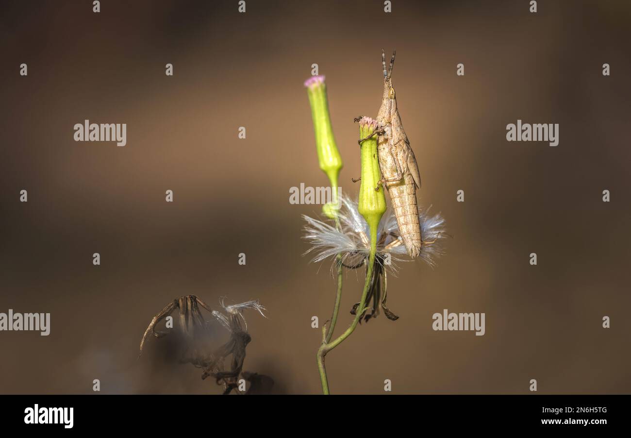 Brown grasshopper, Litter Hopper, Large Rainforest Pyrgomorph ...