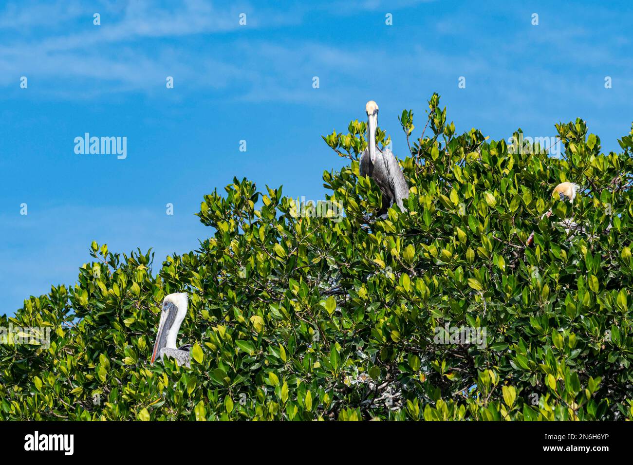 American flamingos (Phoenicopterus ruber) in the bushes, Rio Celestun ...