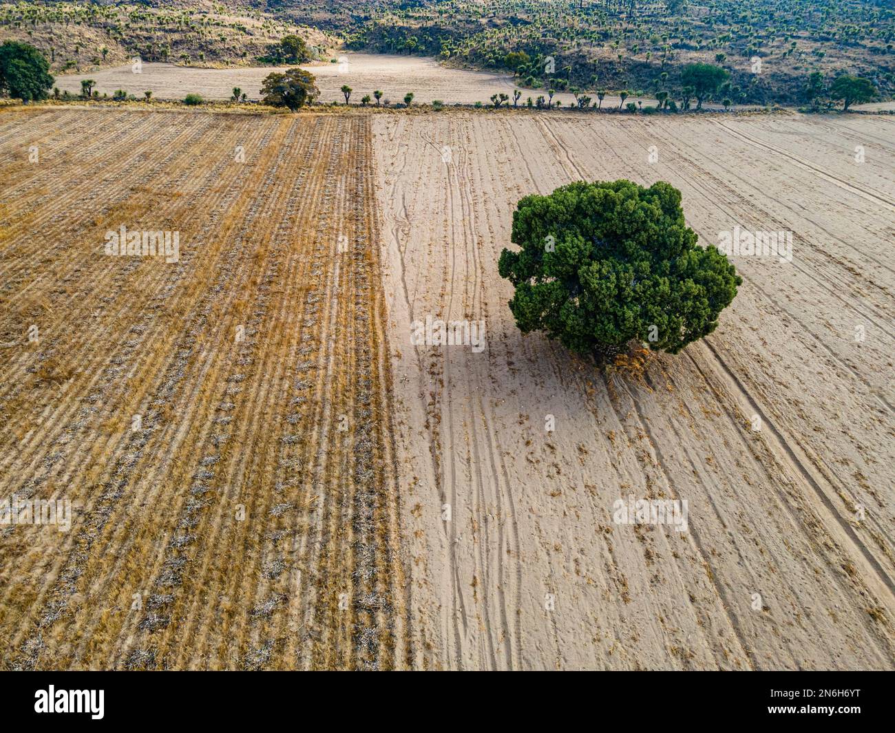 Aerial trees i a dry field, in the Mesoamerican archaeological site ...