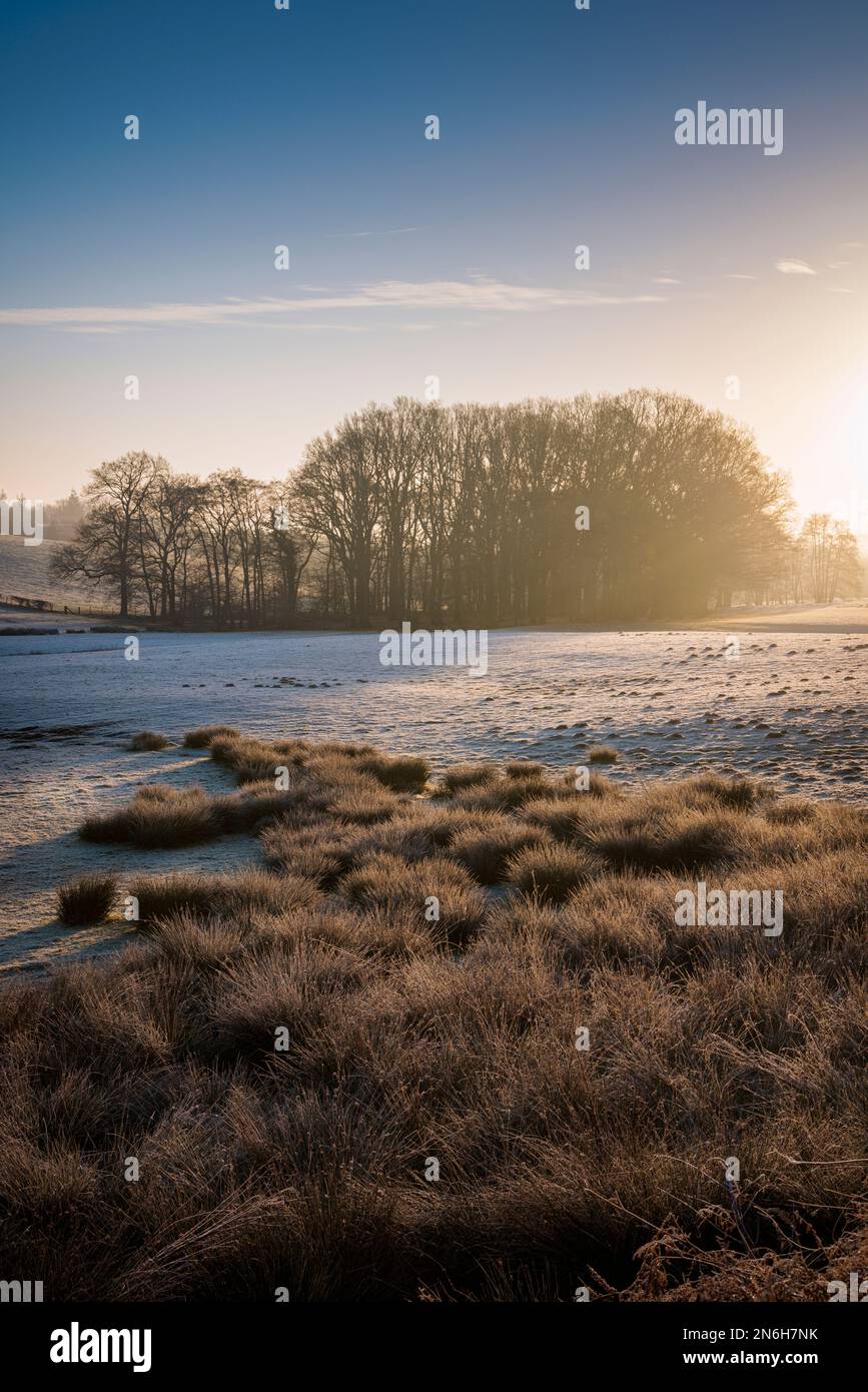 Frosty tussock grass hi-res stock photography and images - Alamy