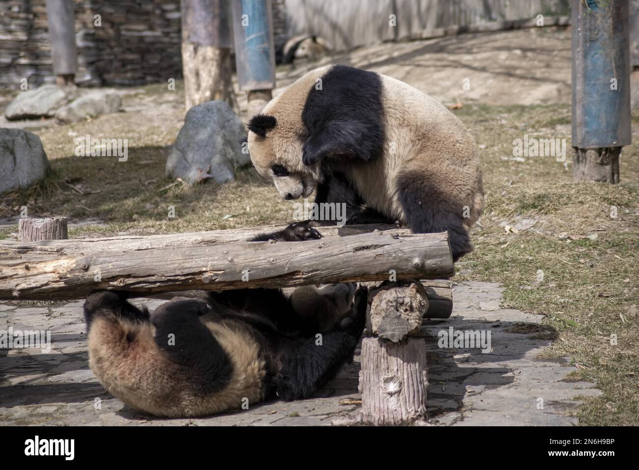Cute giant pandas enjoy life in China Conservation and Research Center ...