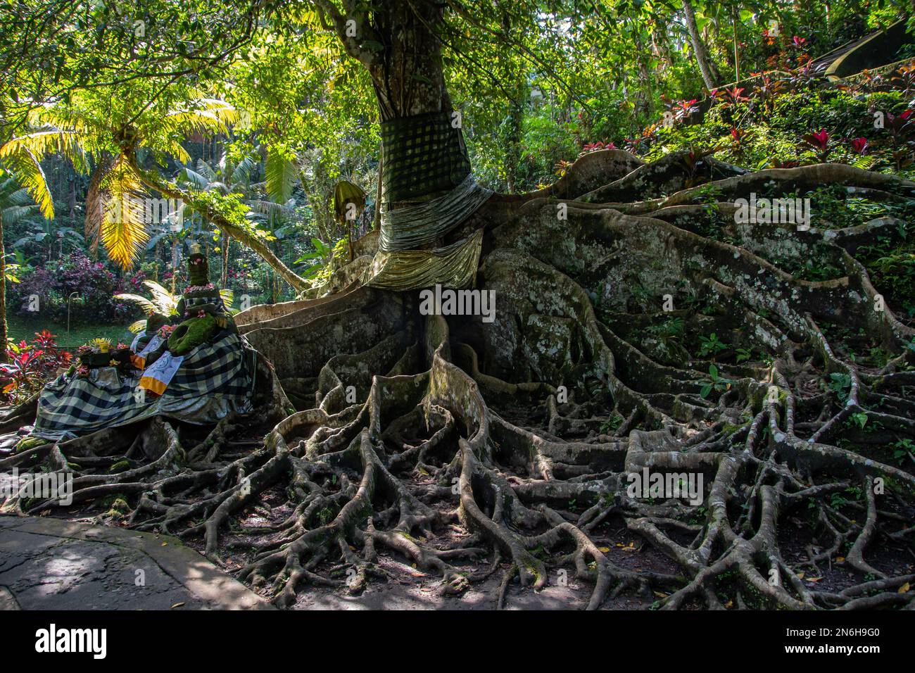 Sacred tree illuminated by the sun in the temple complex "Goa Gajah ...