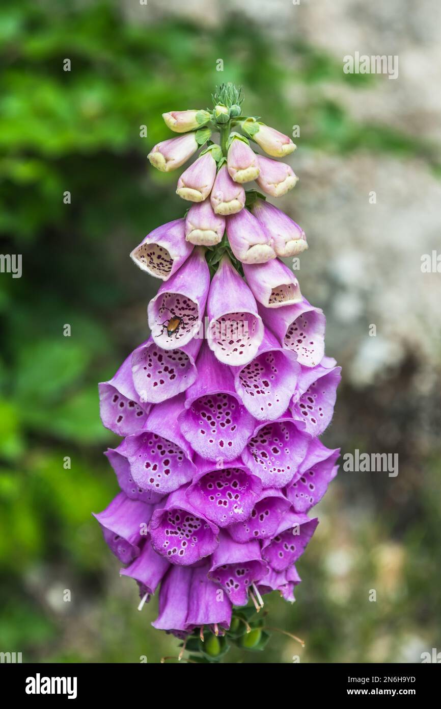 Foxglove growing wild in forest hi-res stock photography and images - Alamy