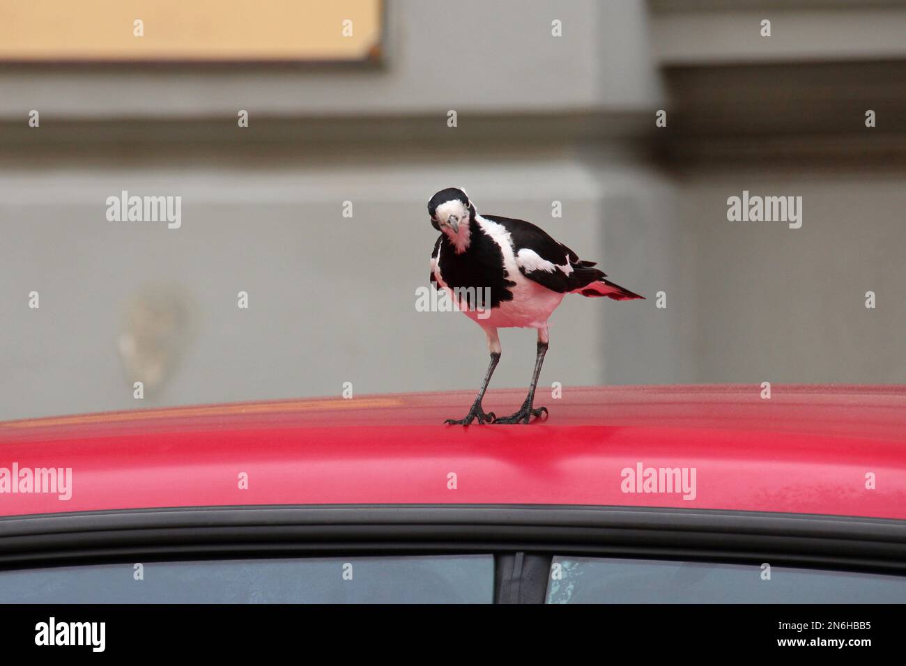 Oiseau pie hi-res stock photography and images - Alamy