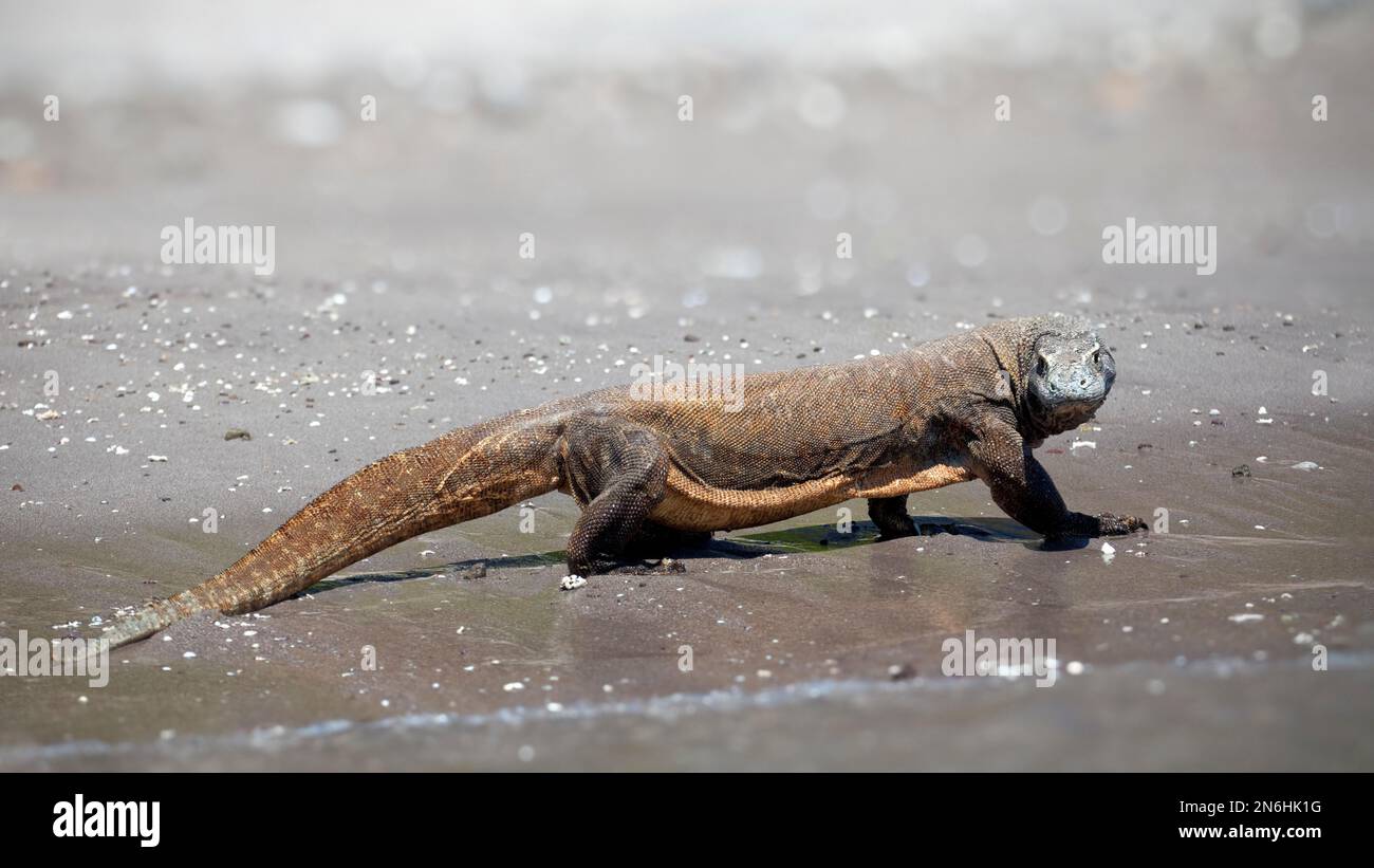 Komodo dragon (Varanus komodoensis), running, walking on the beach ...
