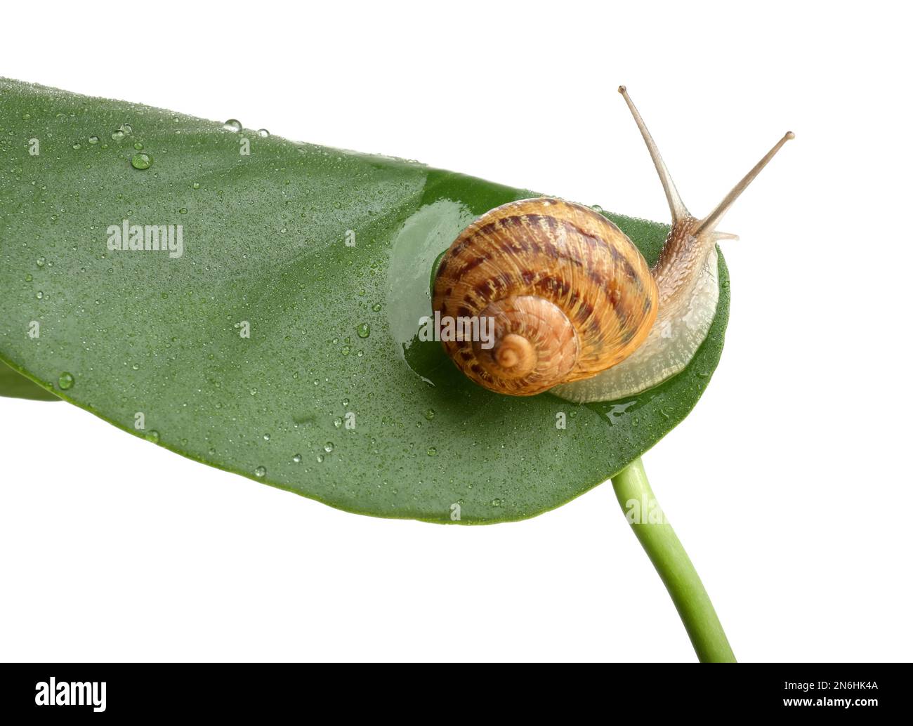 Common garden snail on wet leaf against white background Stock Photo ...