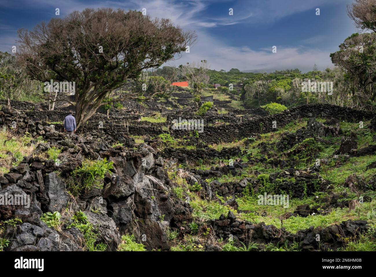 Ruins after volcanic eruption Faial Island Azores Portugal Stock Photo ...