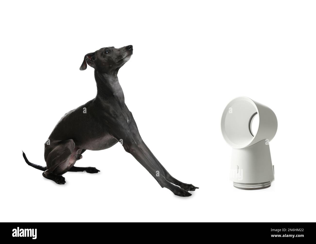 Cute dog near fan on white background. Summer heat Stock Photo - Alamy