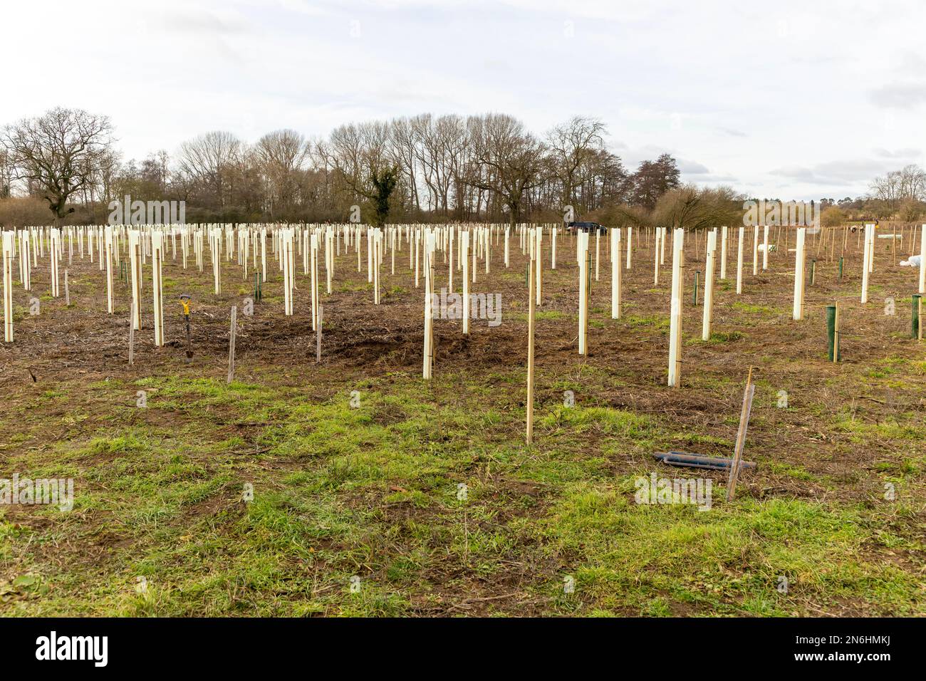 Protective tubes for afforestation saplings planted in field to form ...