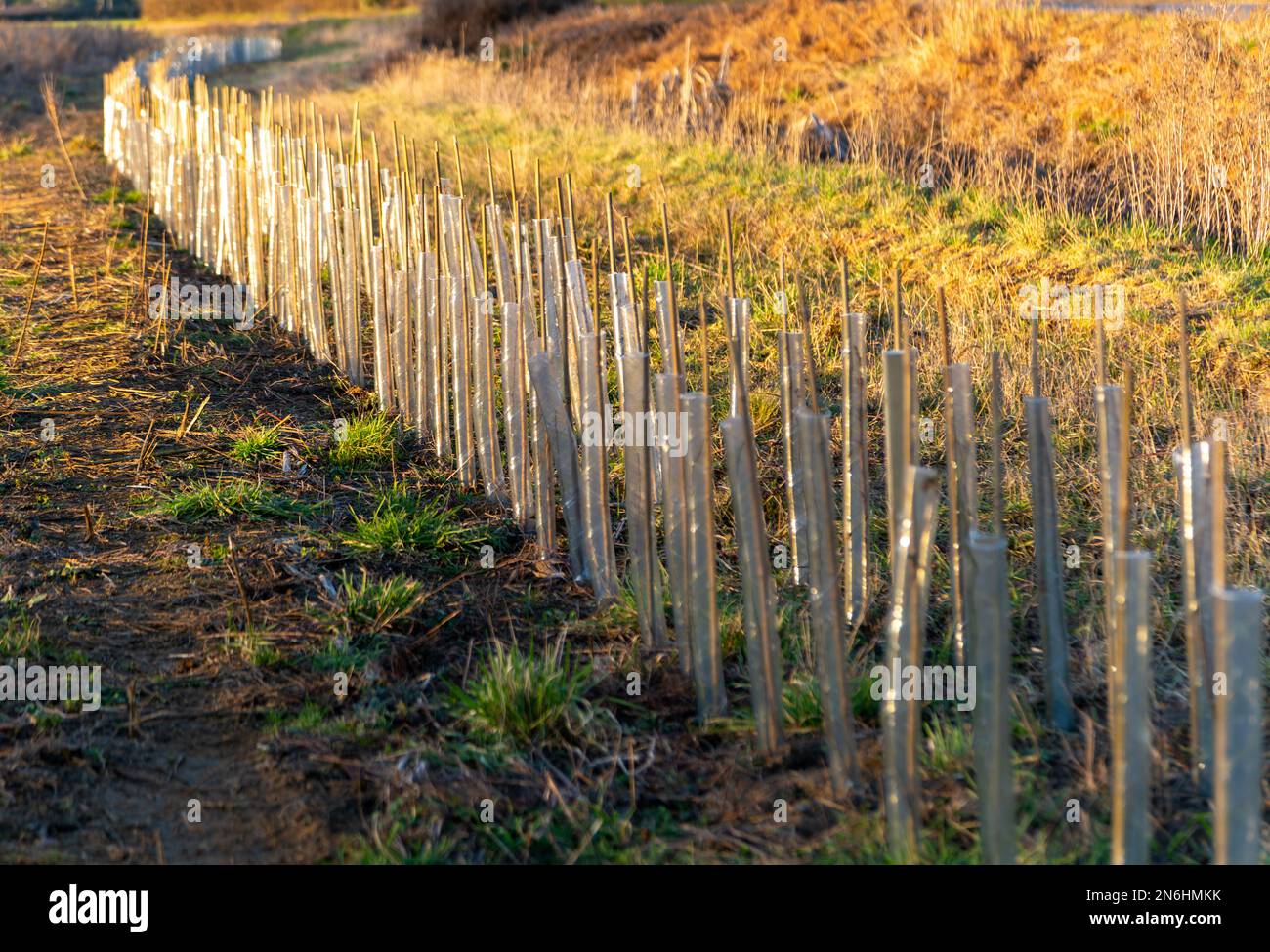 Protective tubes for saplings planted on field edge to form new hedging ...