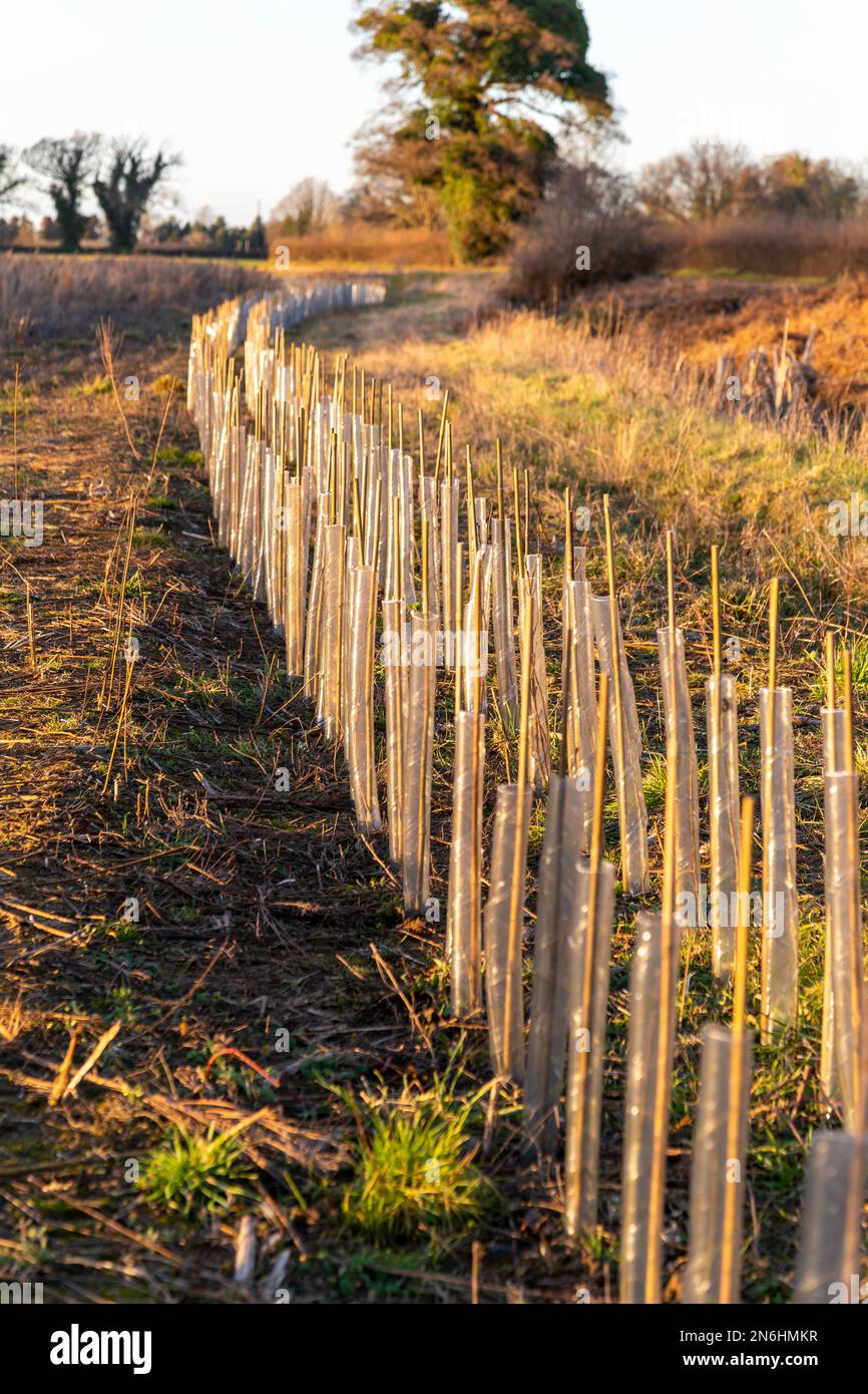 Tree protection saplings hi-res stock photography and images - Alamy