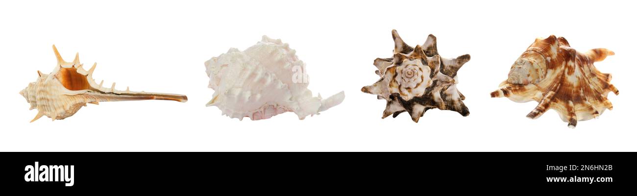 Set of different beautiful sea shells on white background. Banner ...