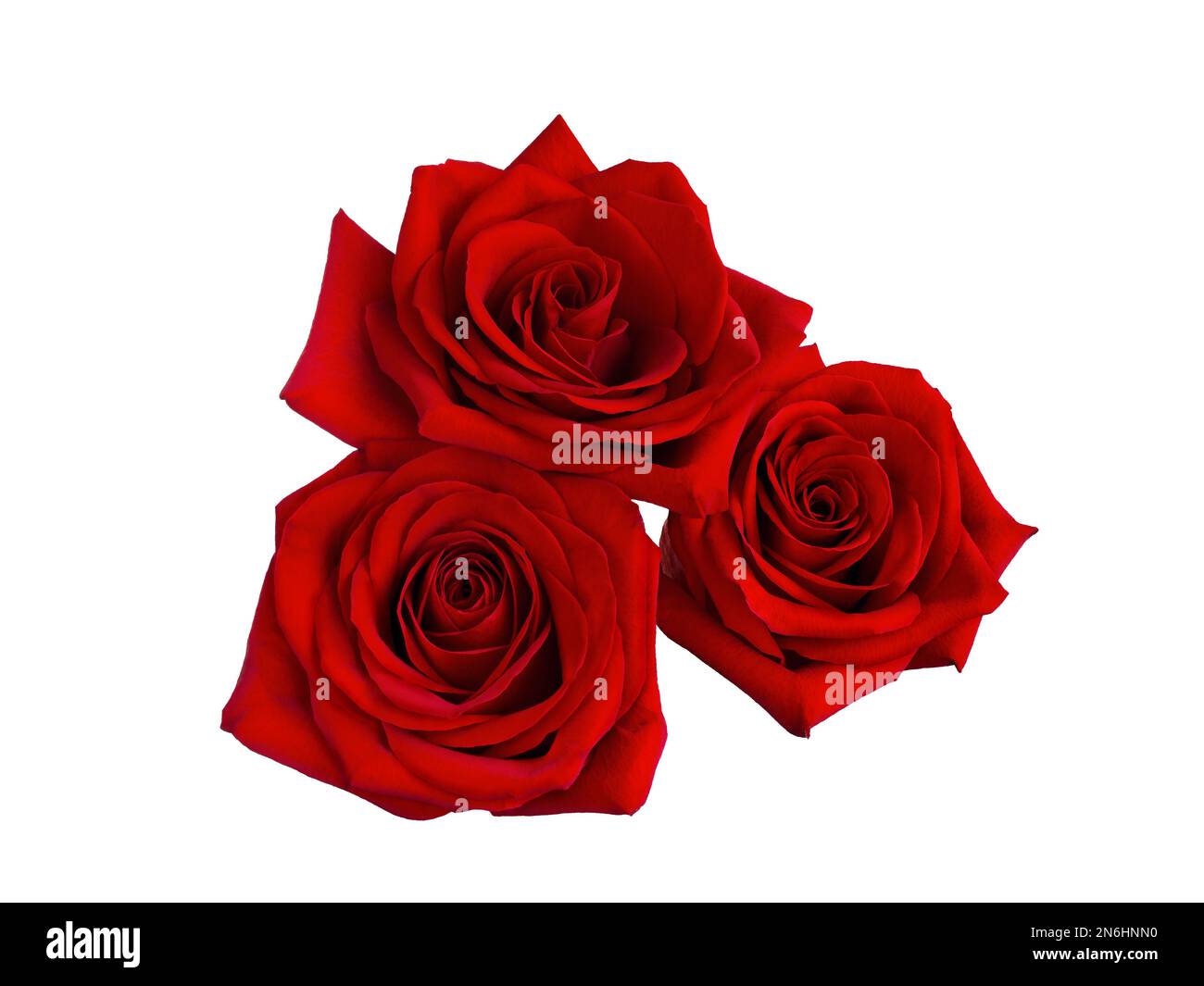 Three bright red roses on white background Stock Photo - Alamy