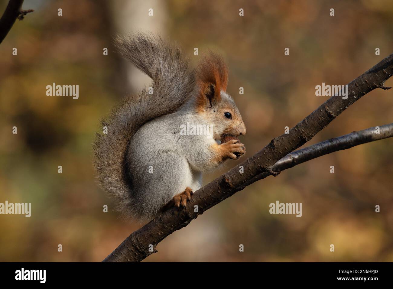 Russian squirrel hi-res stock photography and images - Alamy