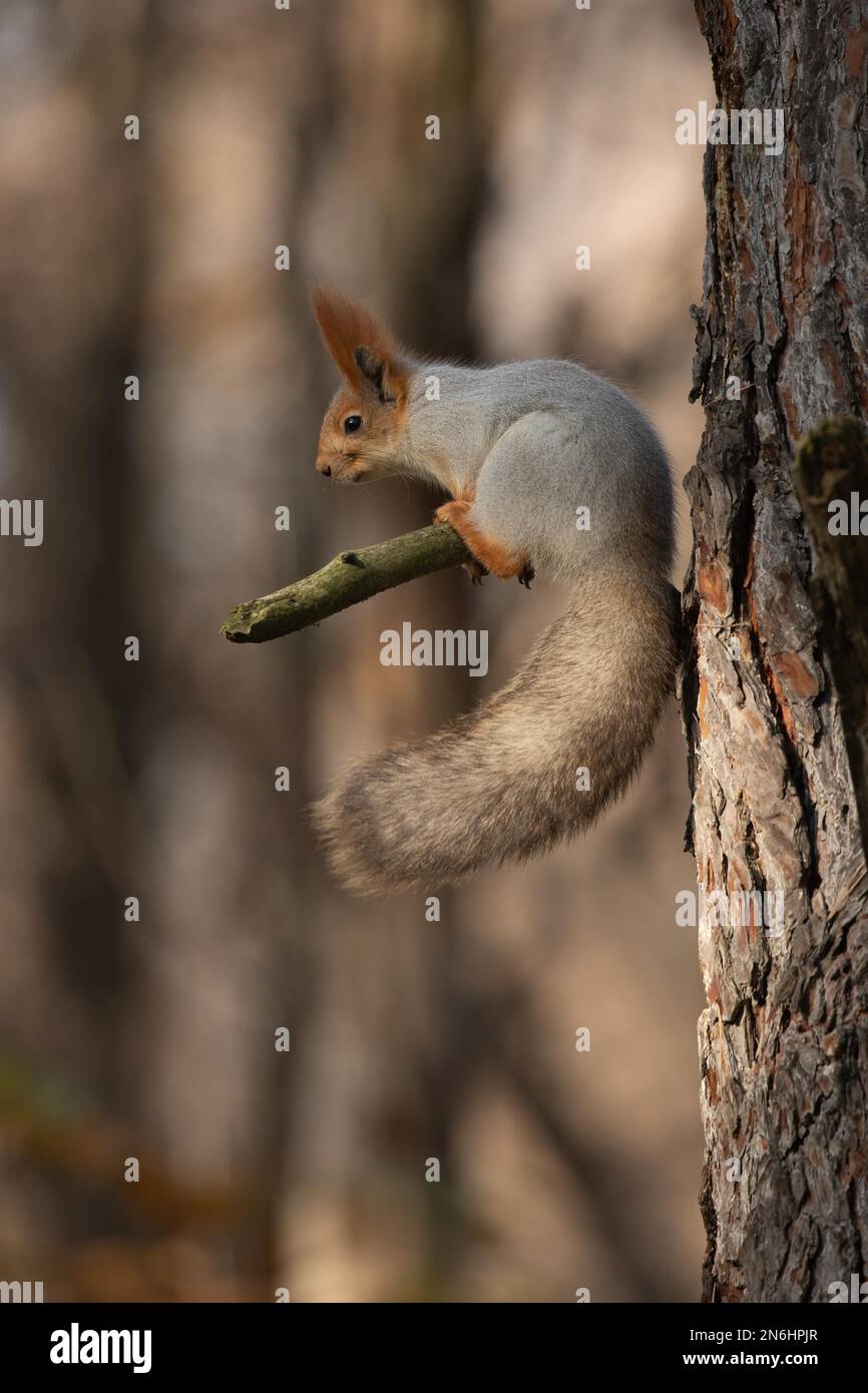 Squirrel on branch (Sciurus vulgaris), Krasnodar, Russia Stock Photo ...