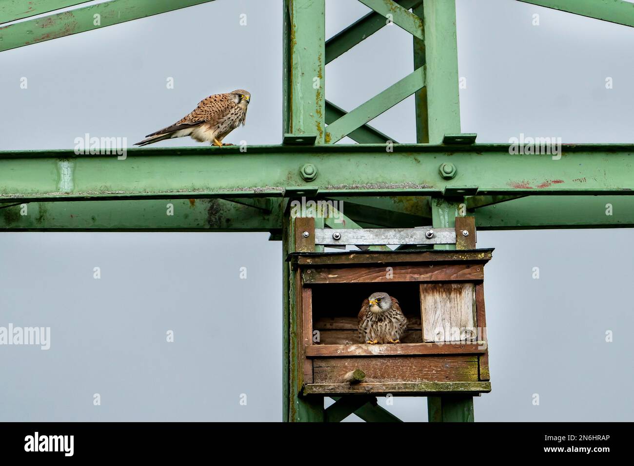 Common kestrel (Falco tinnunculus), sitting in front of an artificial ...