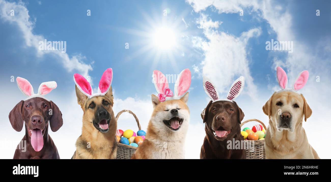 Colorful Easter eggs and cute dogs with bunny ears headbands outdoors ...