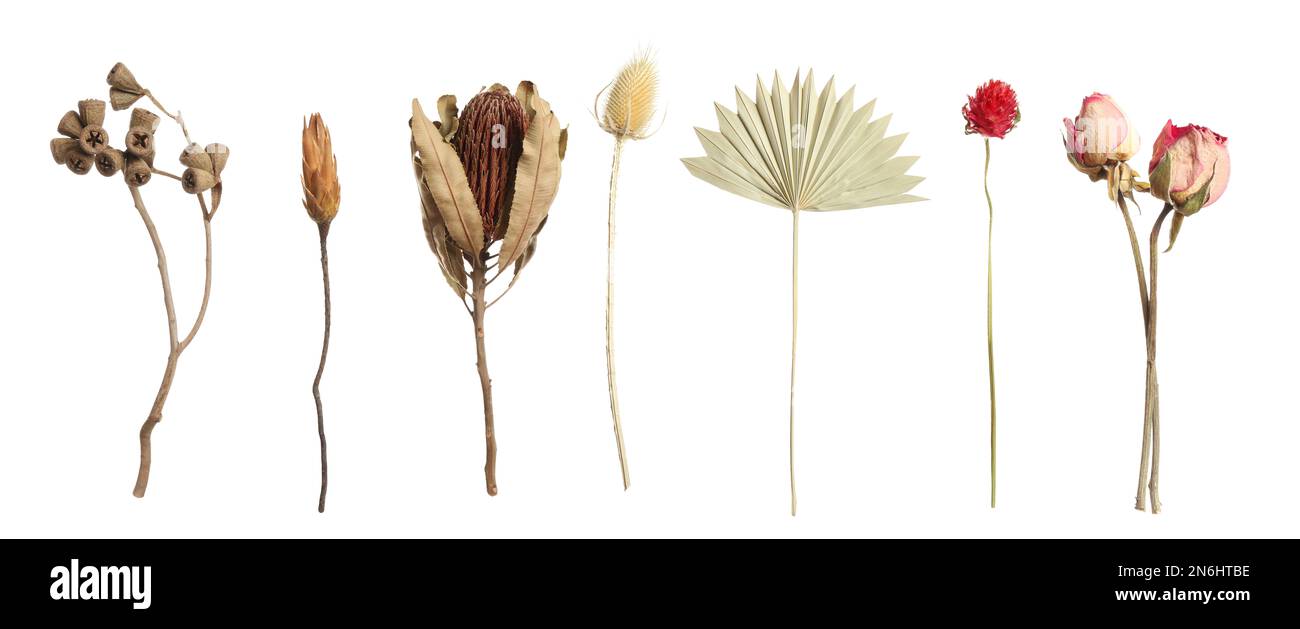 Set with beautiful dry flowers on white background, banner design Stock ...