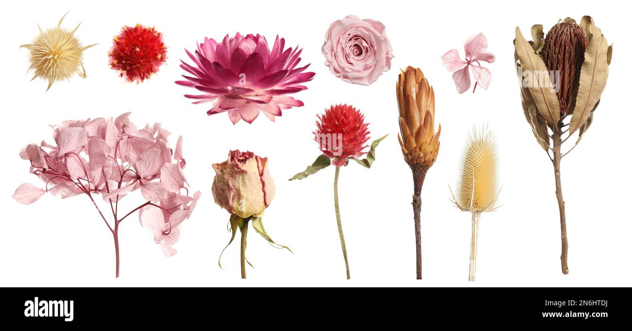 Set with beautiful dry flowers on white background, banner design Stock ...