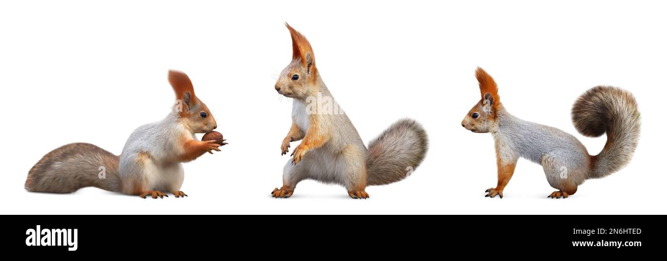 Set with cute squirrels on white background, banner design Stock Photo ...