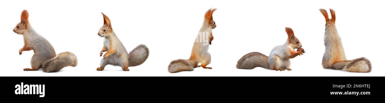 Set with cute squirrels on white background, banner design Stock Photo ...