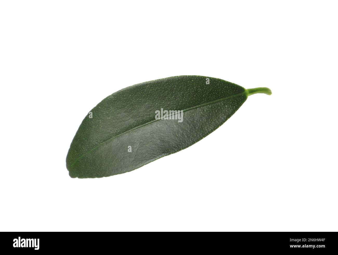 Green leaf of kumquat tree on white background Stock Photo - Alamy