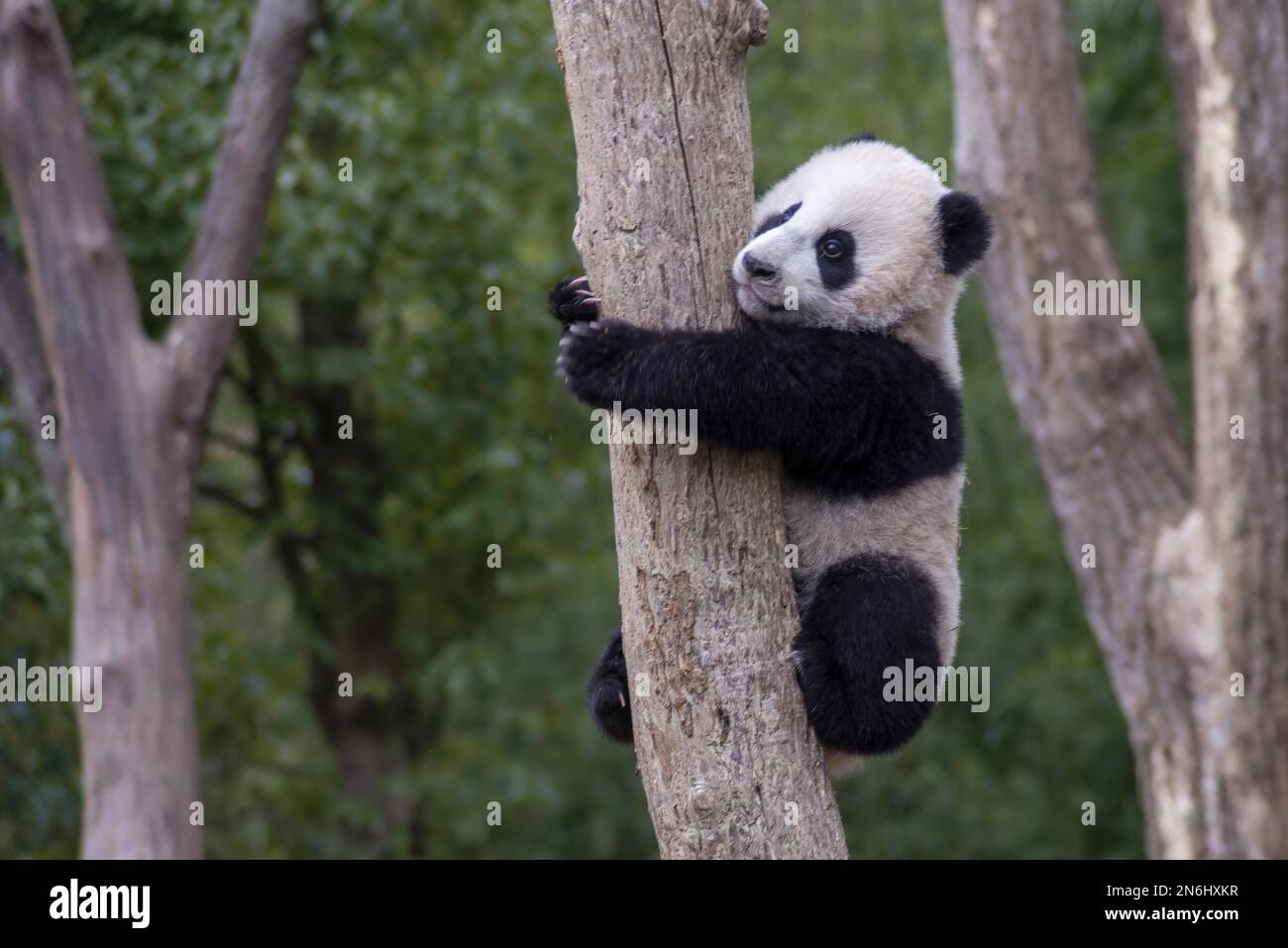 Cute giant pandas enjoy life in China Conservation and Research Center ...