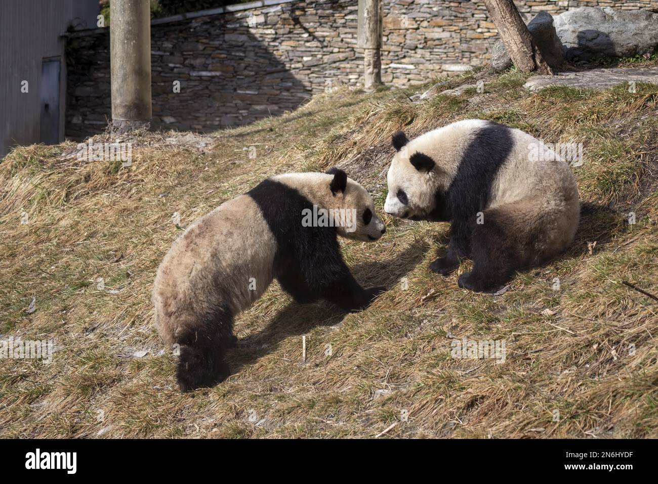 Cute giant pandas enjoy life in China Conservation and Research Center ...