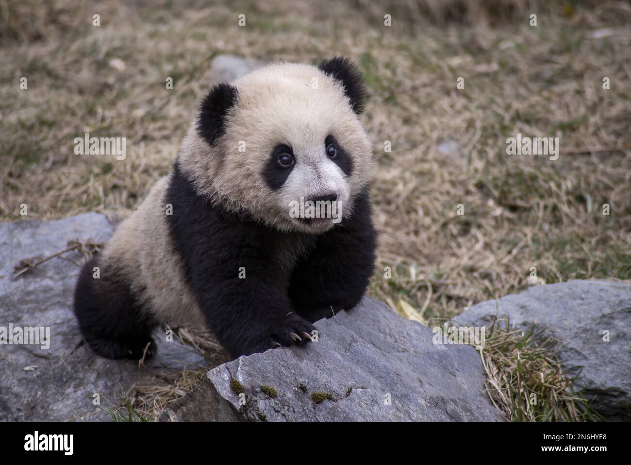 Cute giant pandas enjoy life in China Conservation and Research Center ...