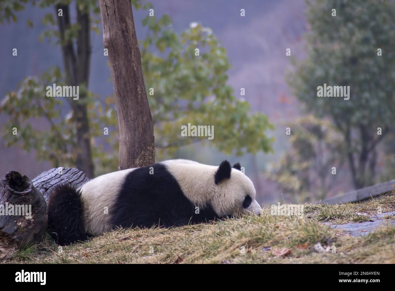 Cute giant pandas enjoy life in China Conservation and Research Center ...