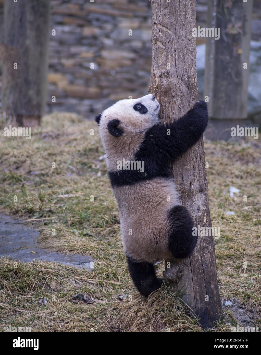 Cute giant pandas enjoy life in China Conservation and Research Center ...