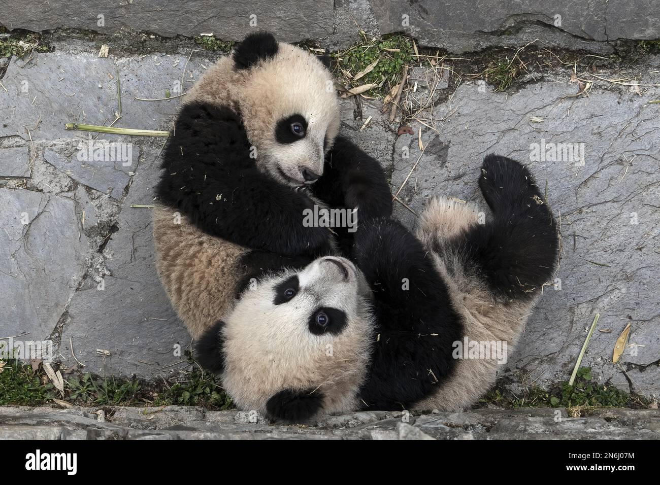 Cute giant pandas enjoy life in China Conservation and Research Center ...