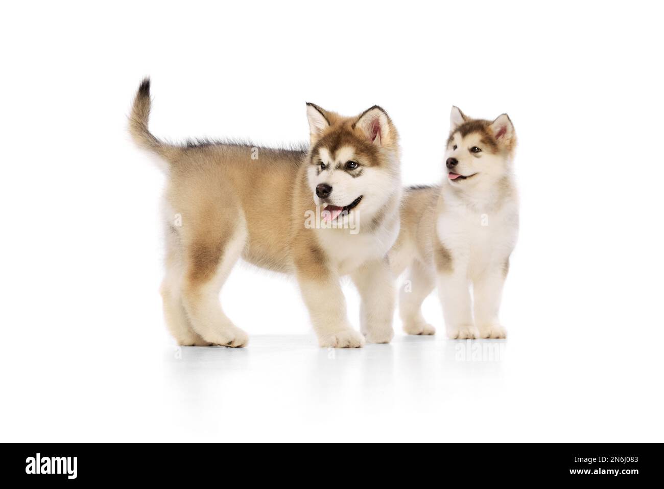 Two beautiful cute puppies of Malamute dog standing together isolated ...