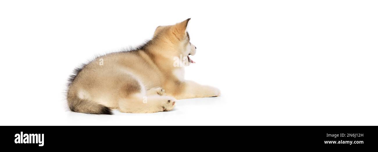 Back view of small dog, cute beautiful Malamute puppy posing isolated ...
