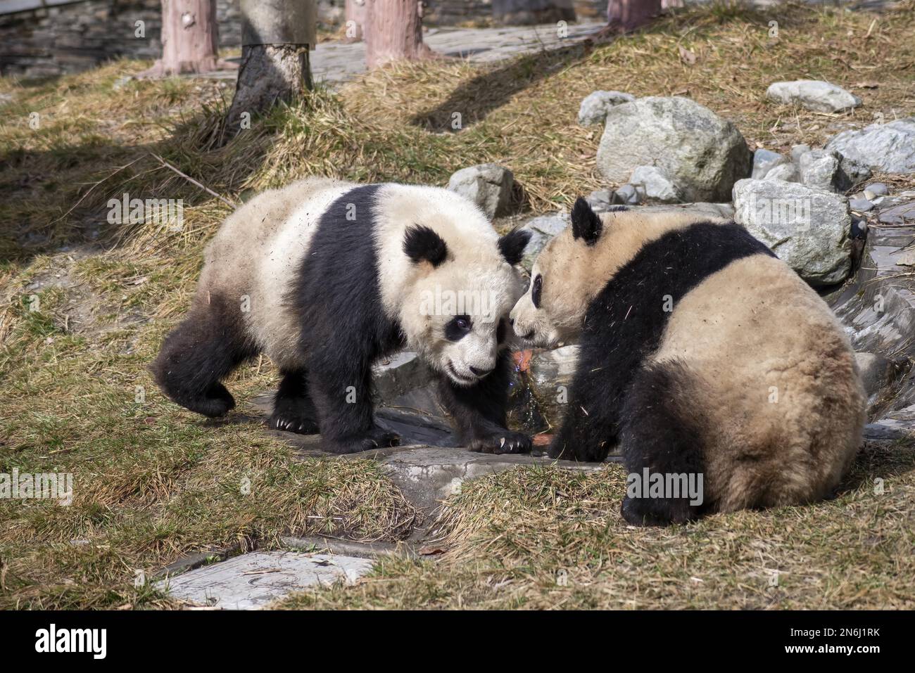 Cute giant pandas enjoy life in China Conservation and Research Center ...