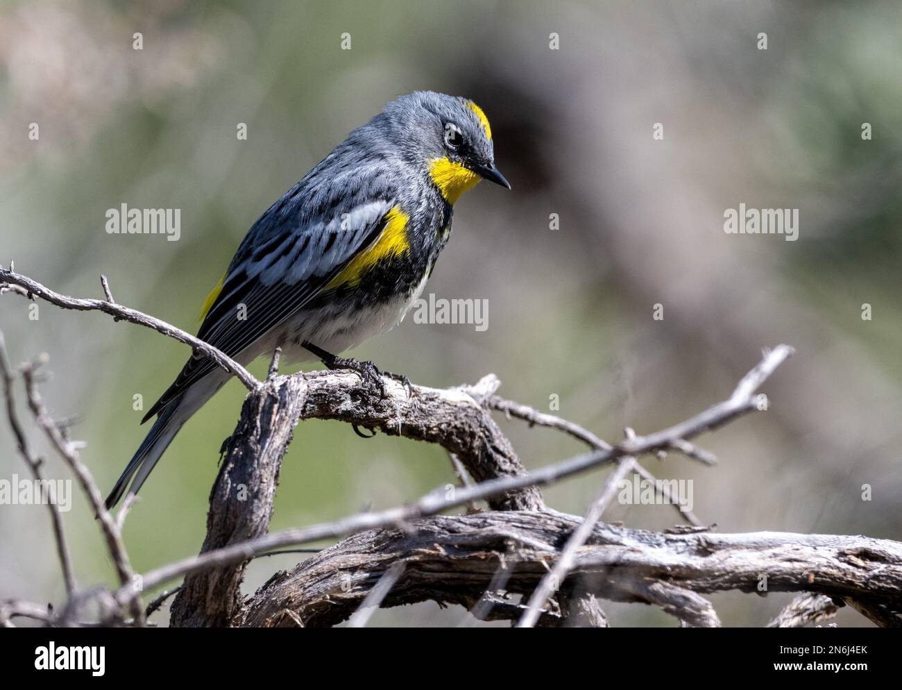A selective of an Audubon's warbler (Setophaga auduboni) on a branch ...