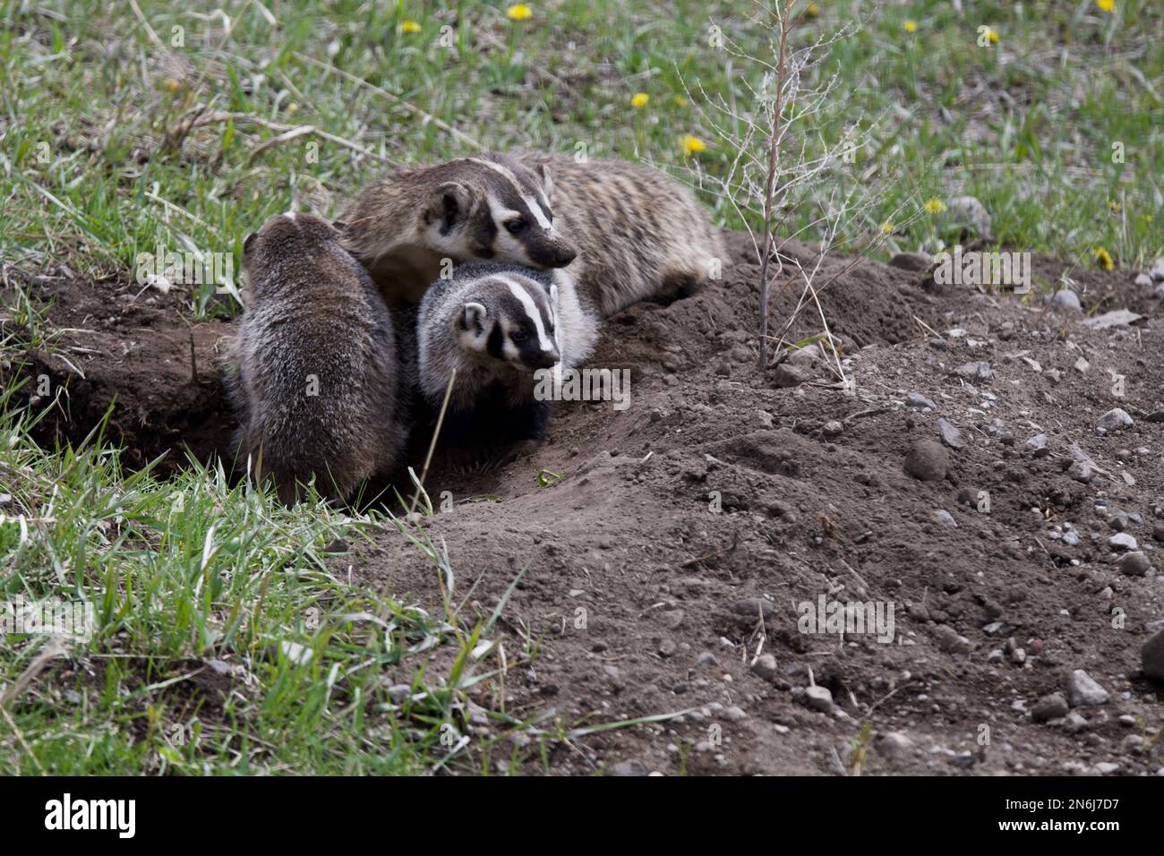 Entrance of a den hi-res stock photography and images - Alamy