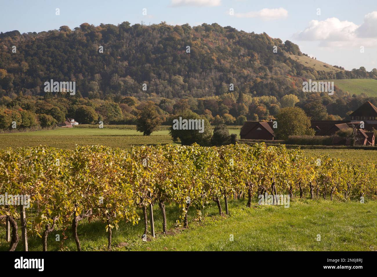 Denbies vineyard estate buildings hi-res stock photography and images ...
