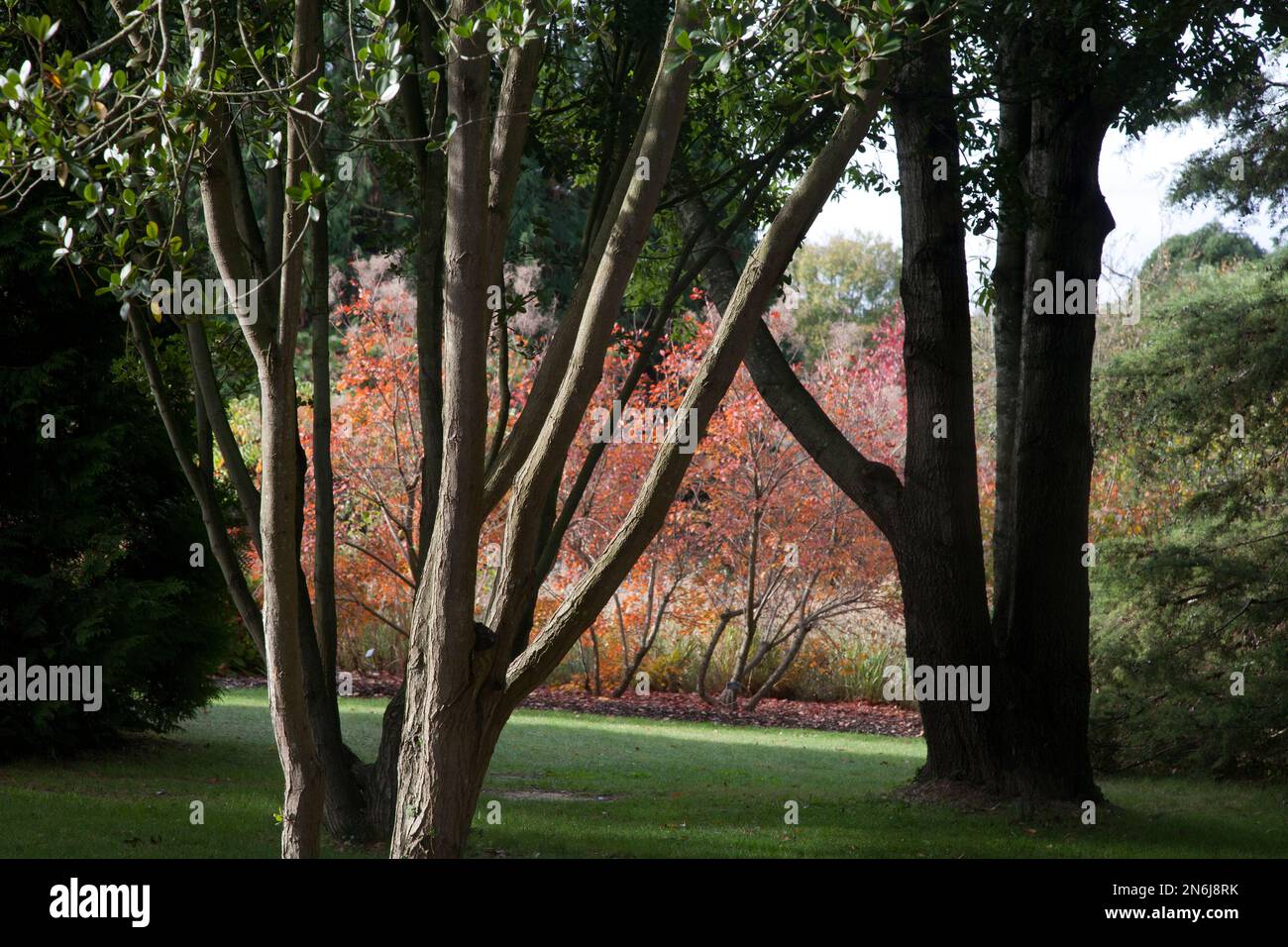 autumn colours wisley surrey england Stock Photo - Alamy