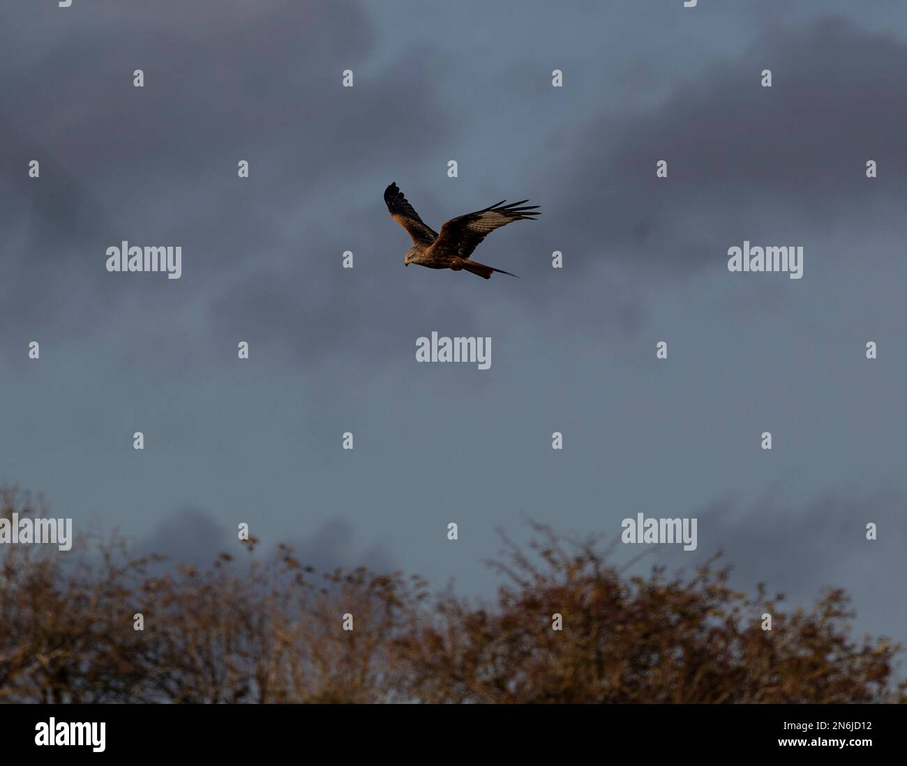 A low-angle of a red kite flying over clear sky with deciduous tree ...